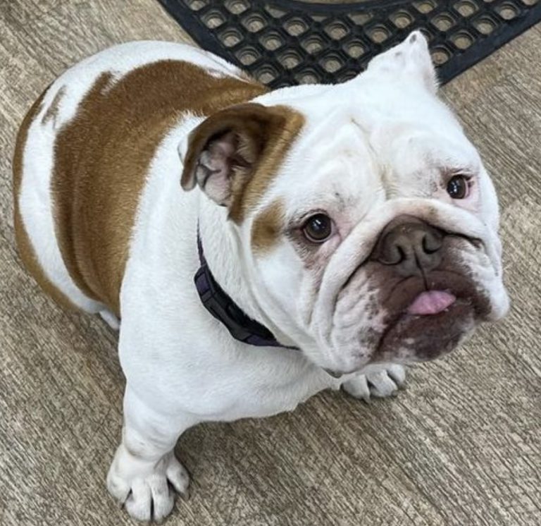 LOST – Female Bulldog – Burlington Road Greensboro – Guilford County ...