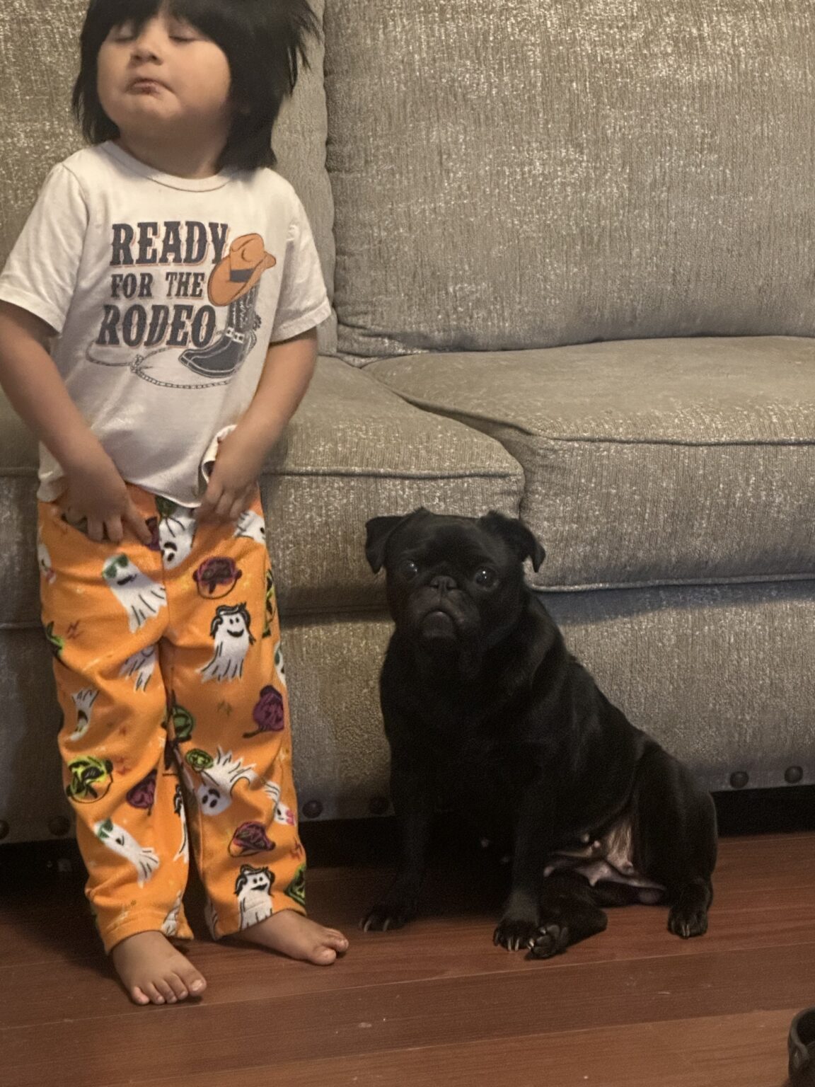 LOST – Female Black Pug – Chandler Ave, High Point area – Guilford ...